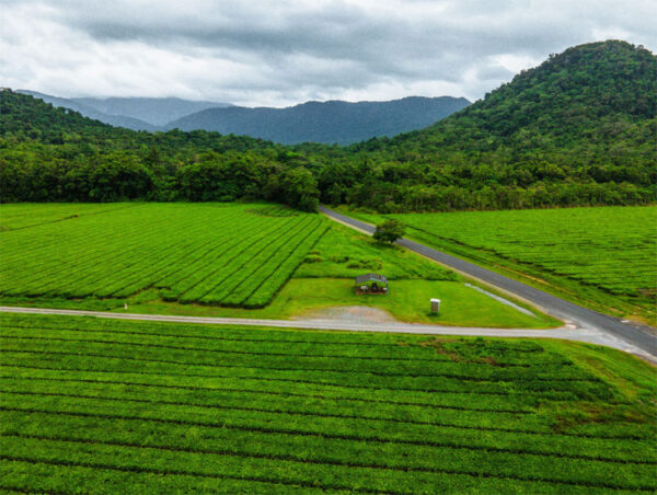About - Daintree Tea